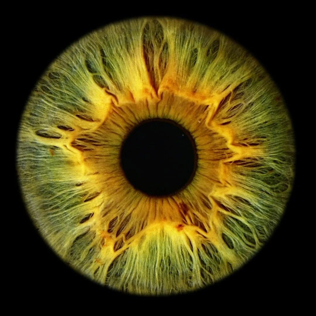 Iris fotografie - Jacqueline van de Koevering