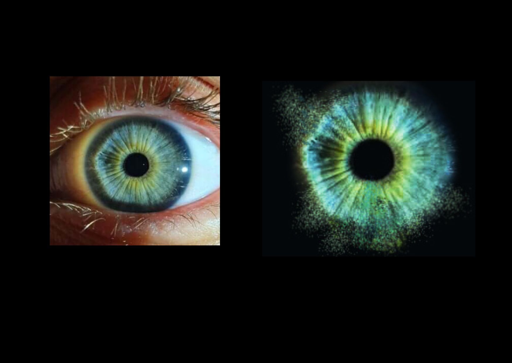 Iris fotografie - Jacqueline van de Koevering